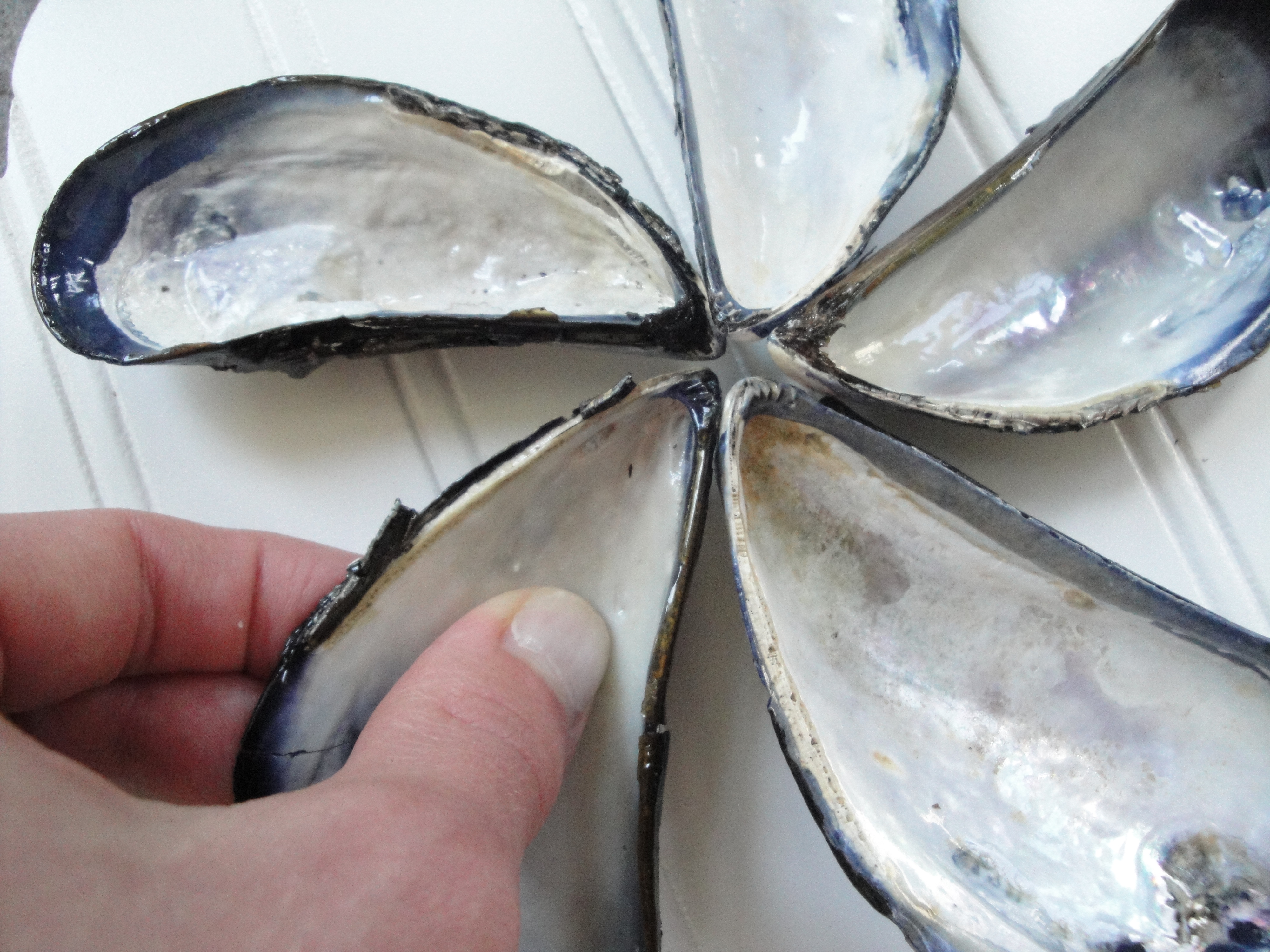 DIY Mussel Shell Bloom | Living Porpoisefully