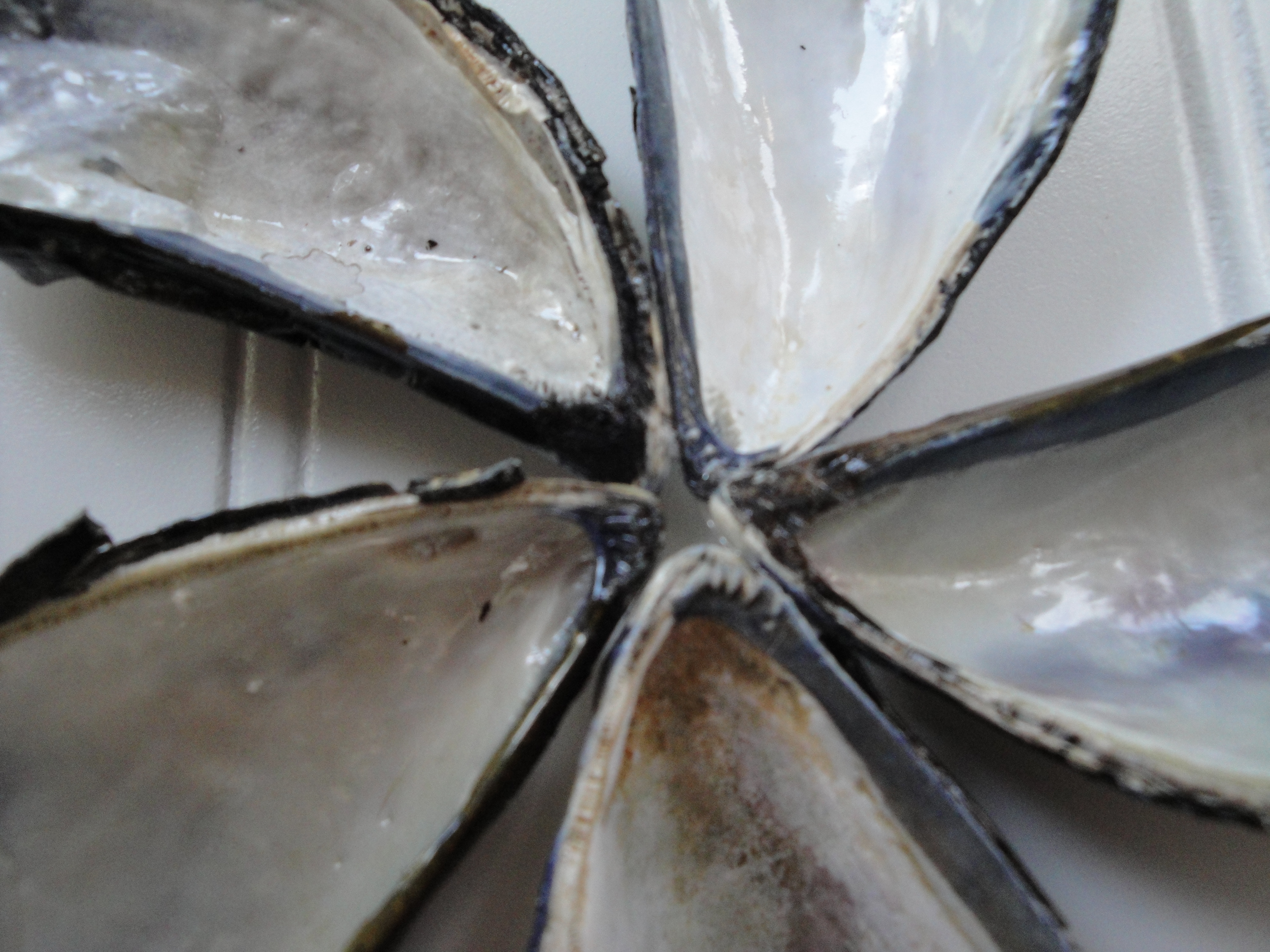 DIY Mussel Shell Bloom | Living Porpoisefully