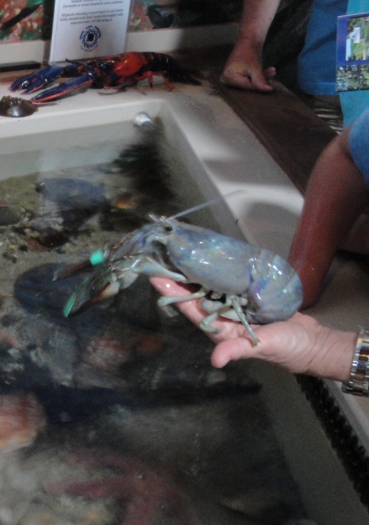 Lobsters, Starfish, Sharks, OH MY! (Maine Aquarium) | Living Porpoisefully
