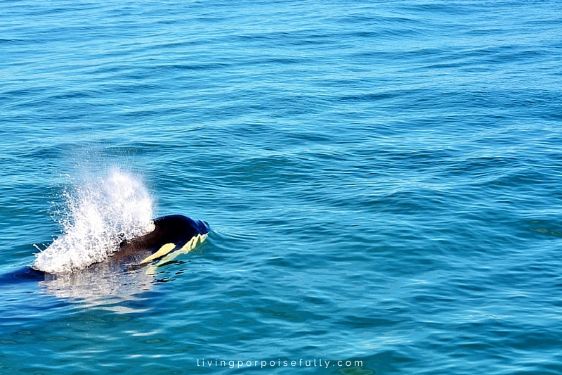 San Juan Island: Travel Tips & Must-Do's for a Whale of a Trip - Living ...