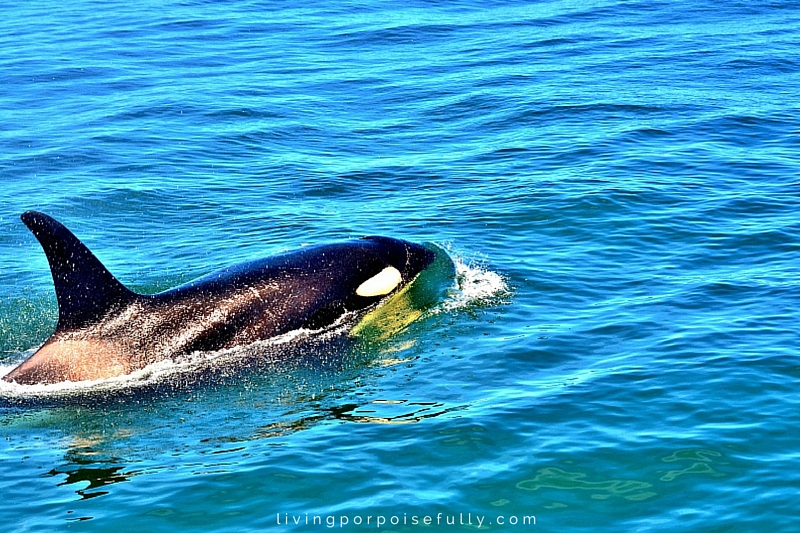 San Juan Island: Travel Tips & Must-Do’s for a Whale of a Trip | Living ...