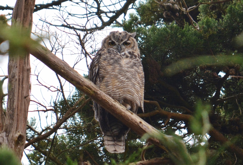 Wildlife Safari in Point Reyes National Seashore (California) - Living ...