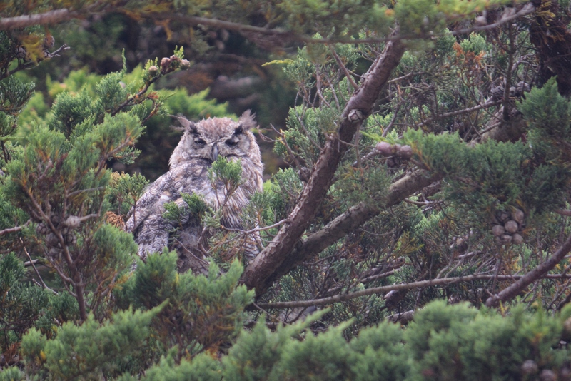Wildlife Safari in Point Reyes National Seashore (California) - Living ...