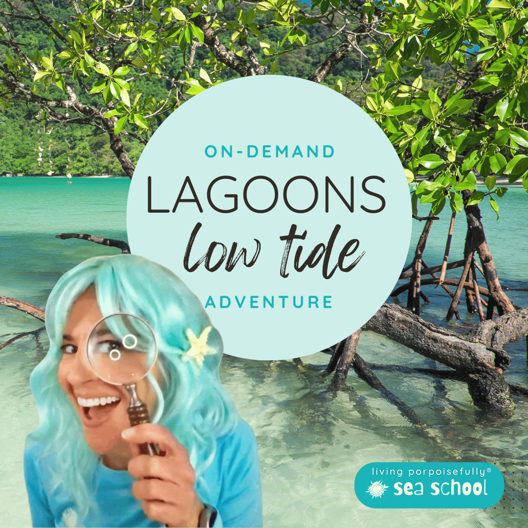 Lagoons Low Tide Course - Living Porpoisefully