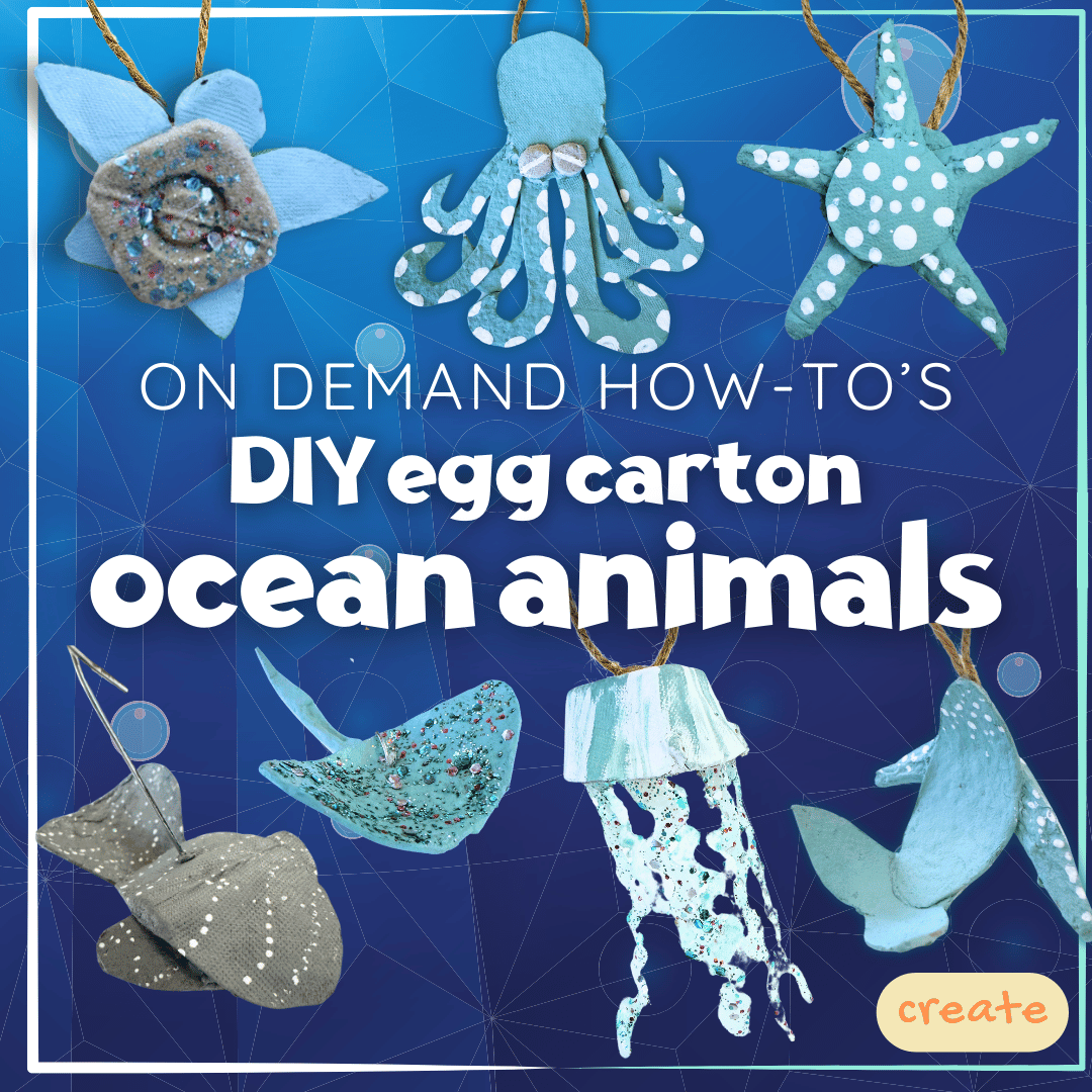 Real Ocean Animals For Kids